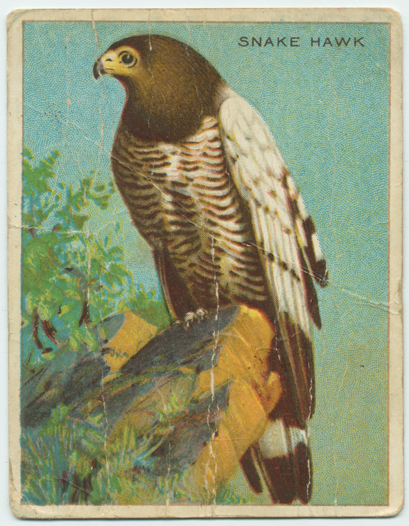 Snake Hawk. - NYPL Digital Collections