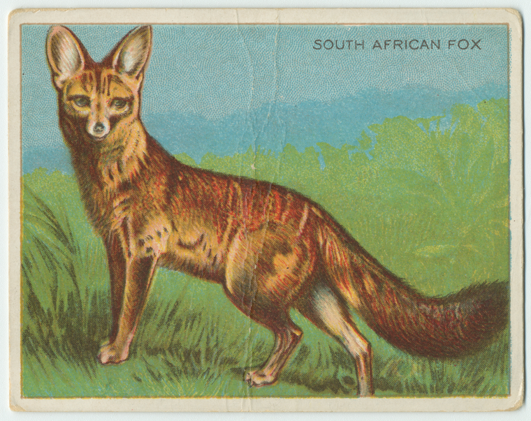 South African Fox. - NYPL Digital Collections