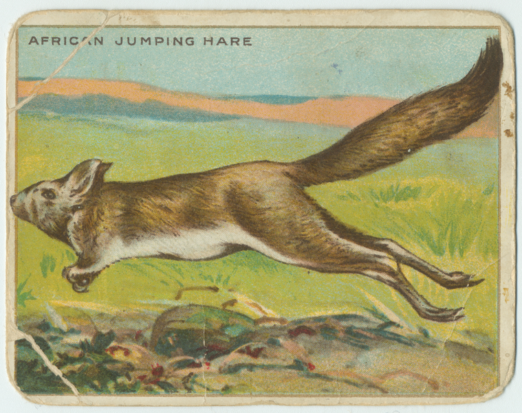 African Jumping Hare. - NYPL Digital Collections
