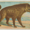 Spotted Hyena. - NYPL Digital Collections