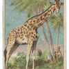 Giraffe. - NYPL Digital Collections