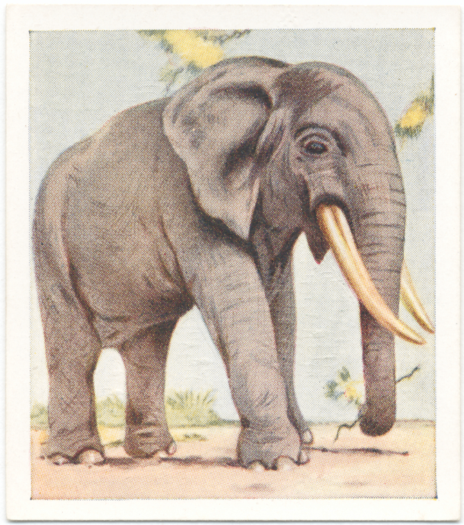 Elephant. - NYPL Digital Collections