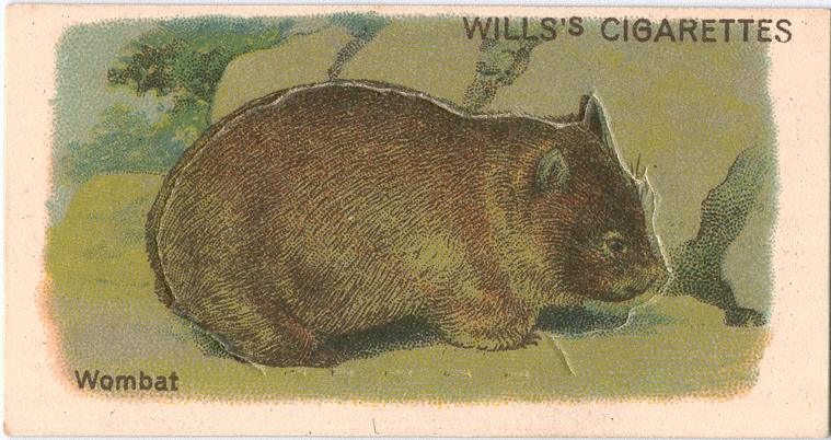Wombat. - NYPL Digital Collections