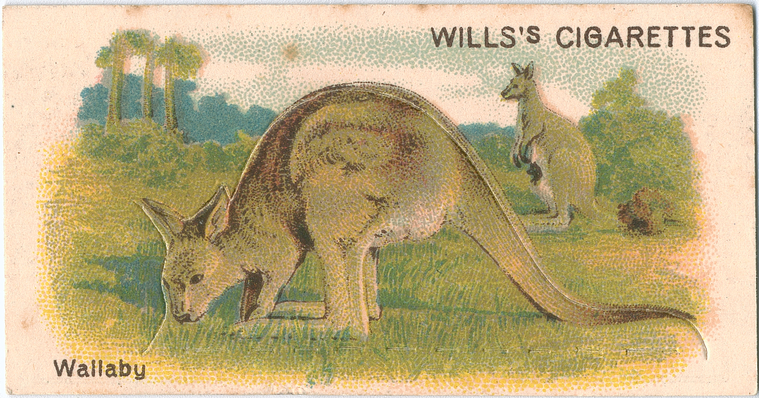 Wallaby. - NYPL Digital Collections