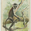 The Monkey. - NYPL Digital Collections