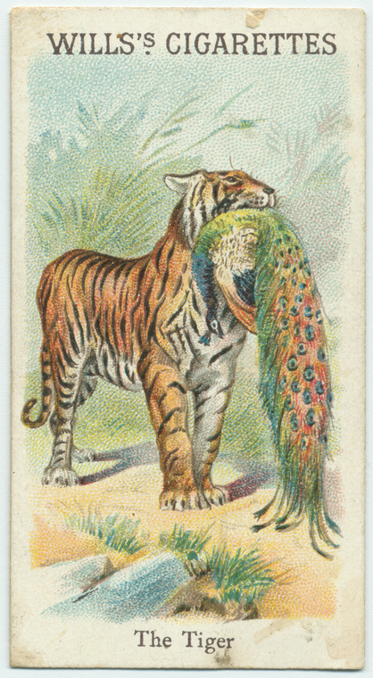 The Tiger. - NYPL Digital Collections