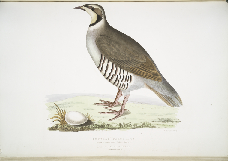 Chukar Partridge Drawing