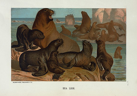 Sea Lion. - NYPL Digital Collections