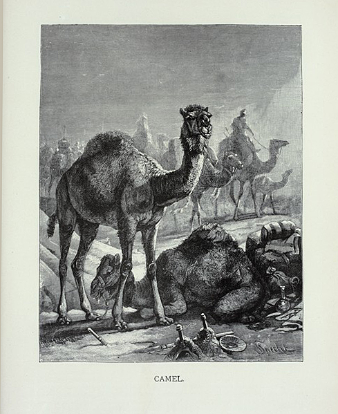 Camel. - NYPL Digital Collections