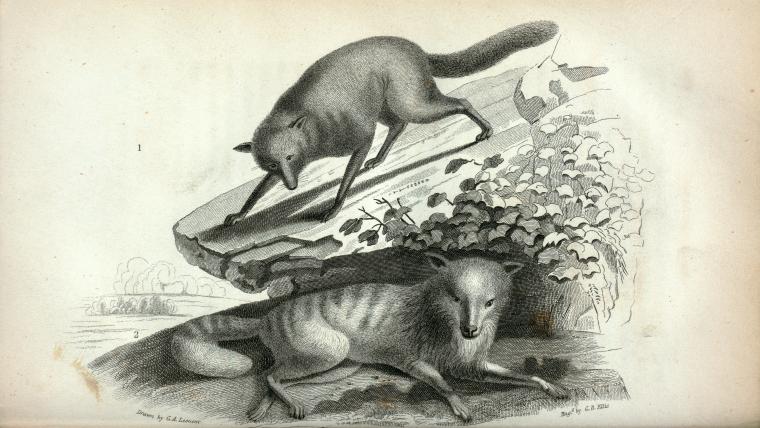 1. Common Wolf; 2. Dusky Wolf. - NYPL Digital Collections