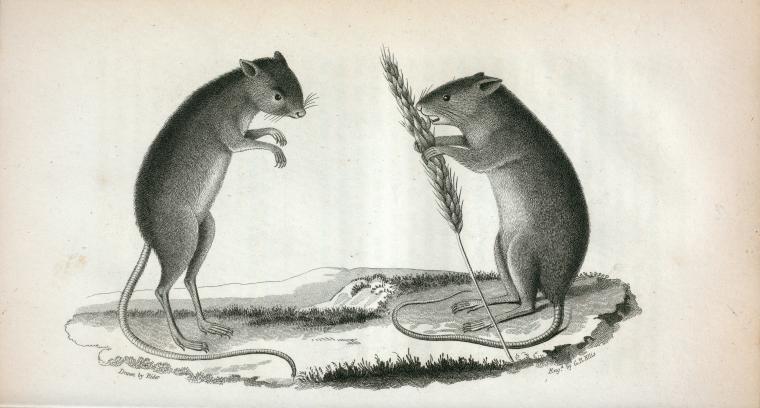 American Gerbillus. - NYPL Digital Collections