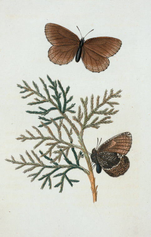 Hipparchia: Hipparchia semidea. - NYPL Digital Collections