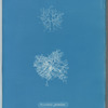 Microcladia glandulosa - NYPL Digital Collections