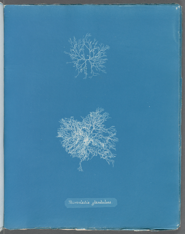 Microcladia glandulosa - NYPL Digital Collections