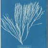 Cutleria multifida - NYPL Digital Collections