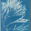 Cutleria multifida - NYPL Digital Collections