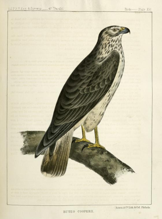 Buteo Cooperii, California Hawk. - NYPL Digital Collections