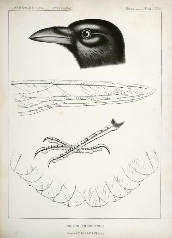 Corvus americanus, American Crow. - NYPL Digital Collections