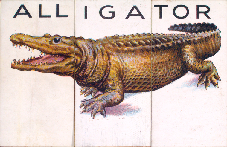 Alligator. - NYPL Digital Collections