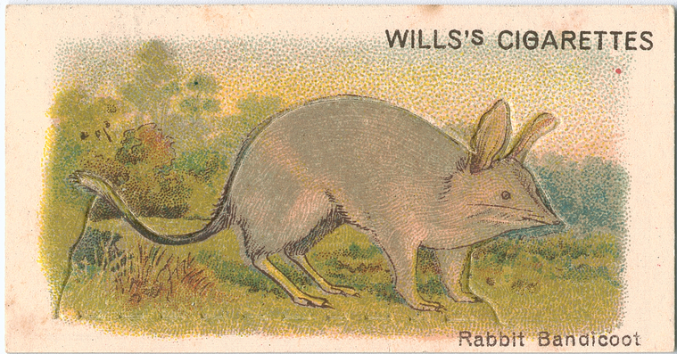 Rabbit Bandicoot. - NYPL Digital Collections