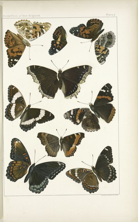 Butterflies in color. - Nymphalidae (Nymphalinae) - NYPL Digital ...