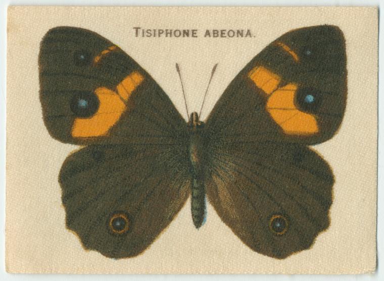 Tisiphone Abeona. - NYPL Digital Collections