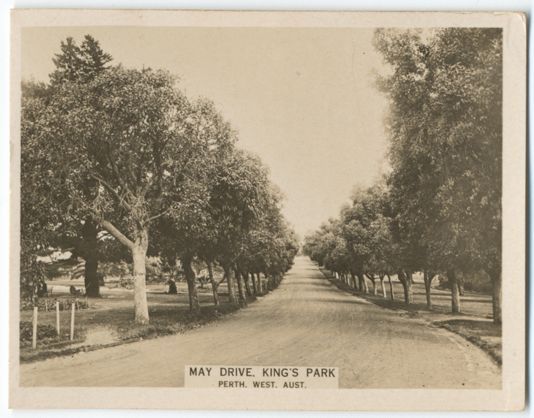 May Drive, King's Park, Perth, Western Australia. - NYPL Digital ...