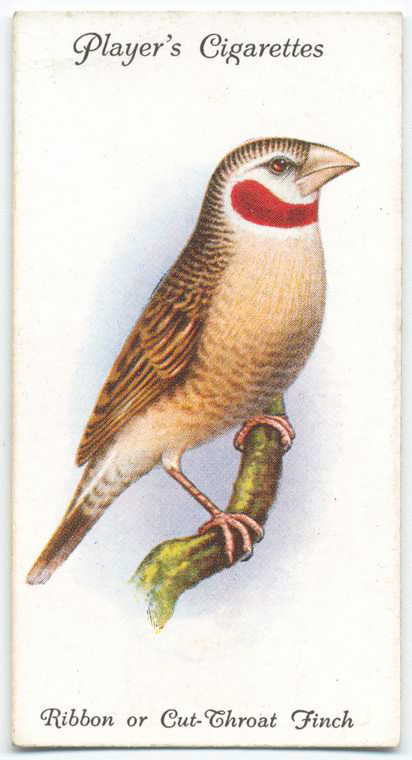 Ribbon or Cut-throat Finch. - NYPL Digital Collections