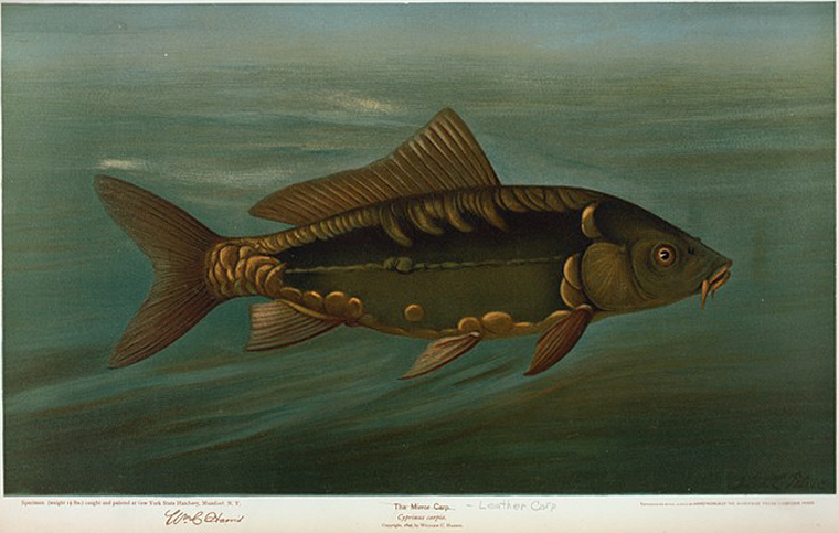The Mirror Carp, Cyprinus carpio. - NYPL Digital Collections