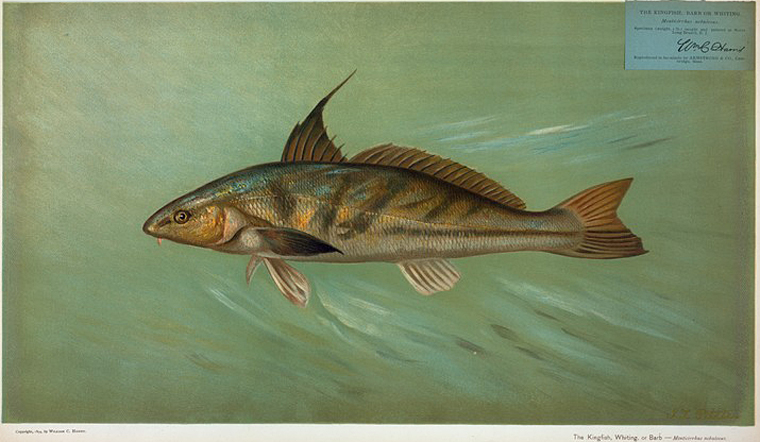 The Kingfish, Whiting, or Barb, Mentichirrhus nebulosus. - NYPL Digital ...