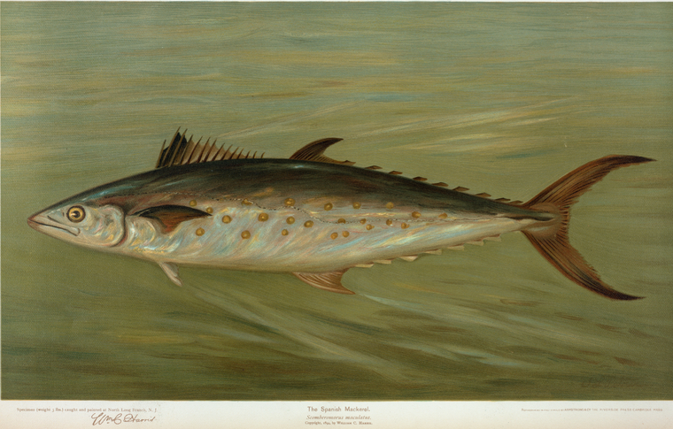 The Spanish Mackerel, Scomberomorus maculatus. - NYPL Digital Collections