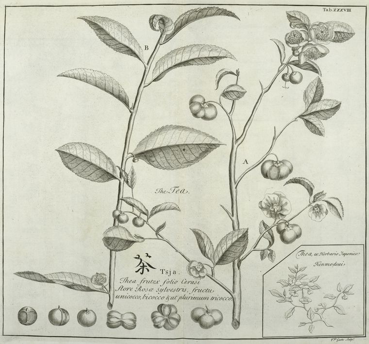 A branch of the Tea-shrub. - NYPL Digital Collections