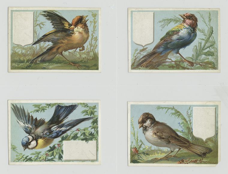 Cards depicting birds. - NYPL Digital Collections