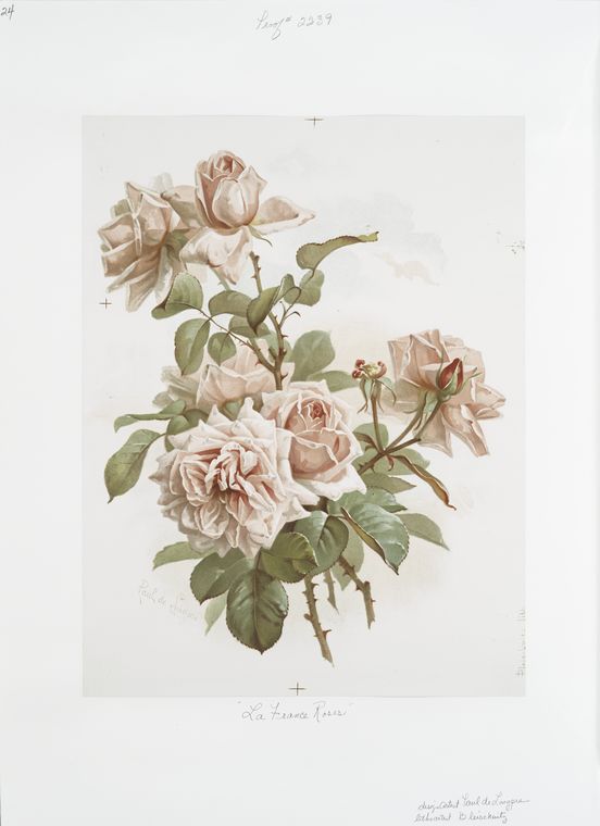 La France roses. - NYPL Digital Collections