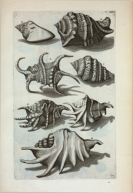 Cochleæ Alatæ: A. Harpago Mas; B. Harpago Foemina; C. Harpago tertius ...