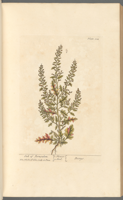 Oak of Jerusalem - NYPL Digital Collections