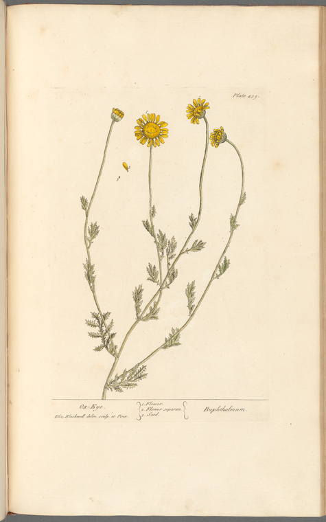 Ox-eye - NYPL Digital Collections