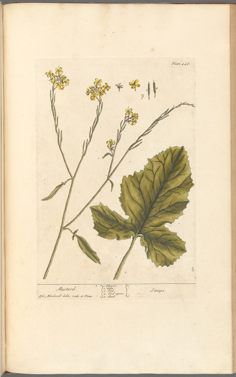 Mustard - NYPL Digital Collections