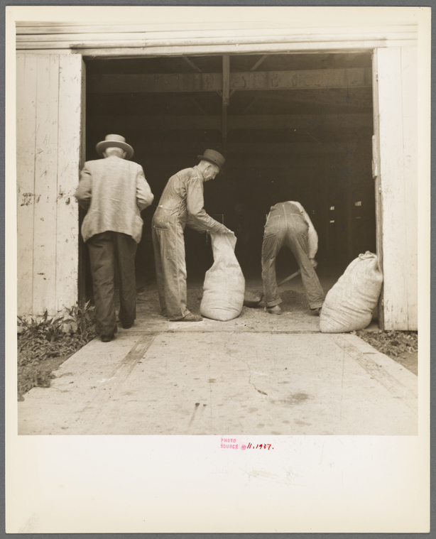 Farmers sack mixed grasshopper bait for use on their farms to control ...
