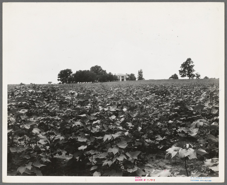 Cotton Plantations House