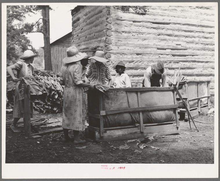Families stringing tobacco brought in from the field by sled. Granville ...