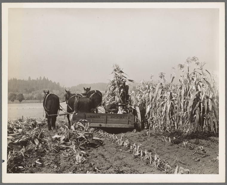 Cutting the corn on the Miller farm near West Carlton, Yamhill County ...