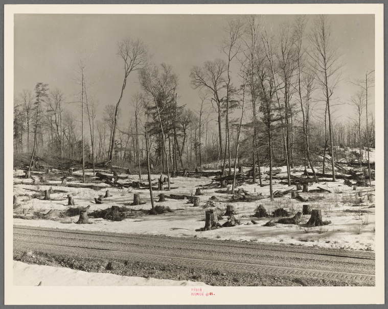 Land which has recently been cut over by a logging company. Forest ...