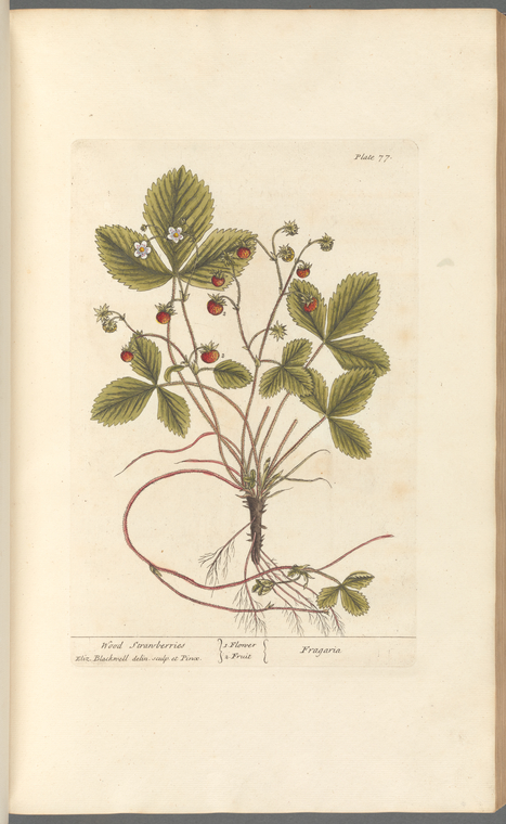 Wood strawberries - NYPL Digital Collections