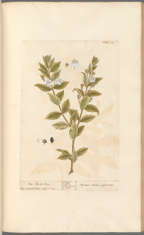 The mirtle-tree - NYPL Digital Collections