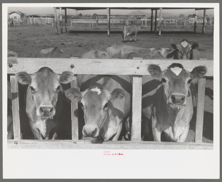 Dairy cattle at the feed trough, Casa Grande Valley Farms, Pinal County ...