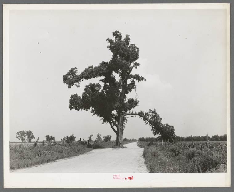 New Madrid County, Missouri. The "Hanging Tree." Several Negroes have ...
