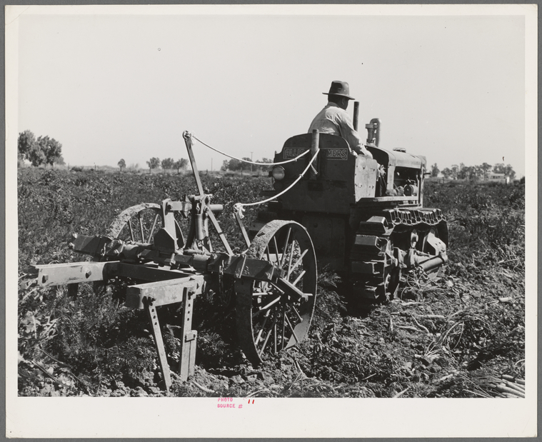 Digging carrots. Yuma County, Arizona - NYPL Digital Collections