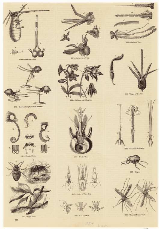 Insects and anatomy of insects - NYPL Digital Collections