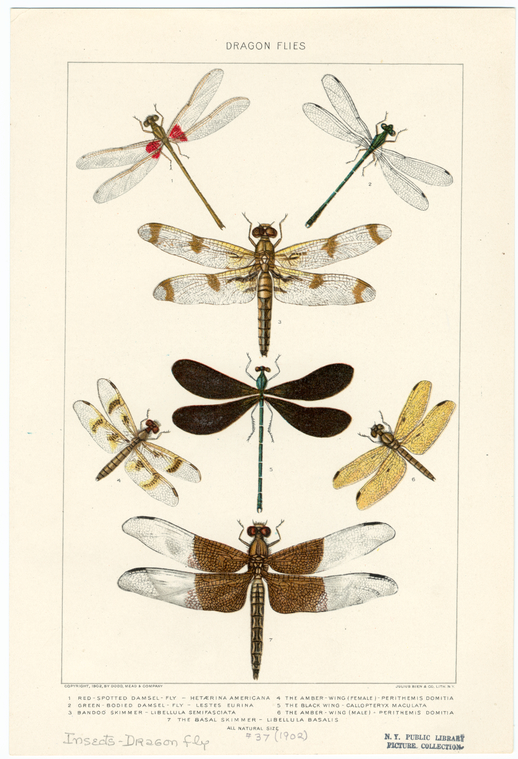 Dragonfly Scientific Illustration